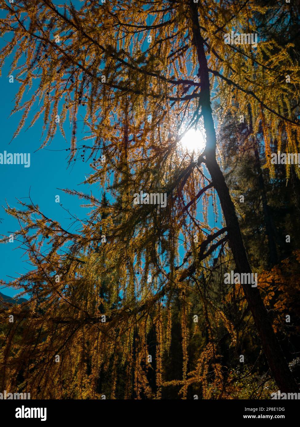 Sun shining through a tree Stock Photo - Alamy