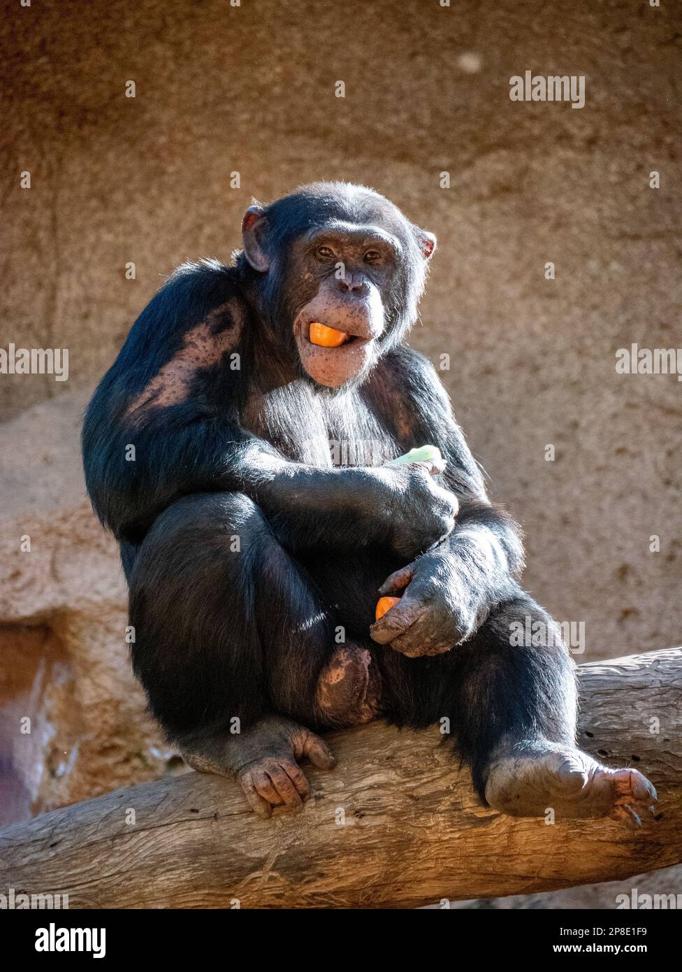 Chimpanzee eating fruit hi-res stock photography and images - Alamy