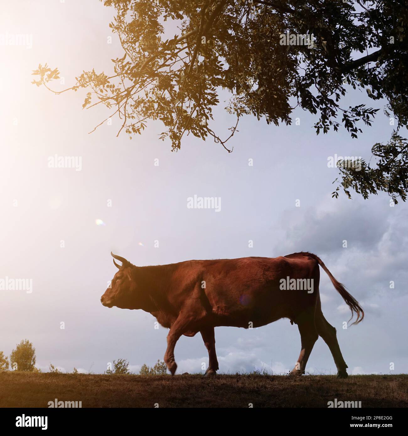 cow silhouette in the meadow with sunset background Stock Photo - Alamy