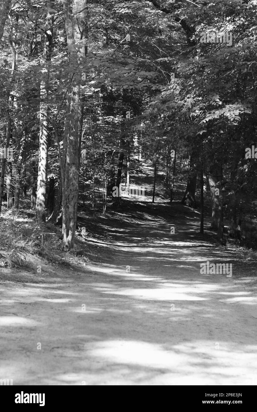 A heavily worn path winding thru the trees and the quiet wilderness in ...