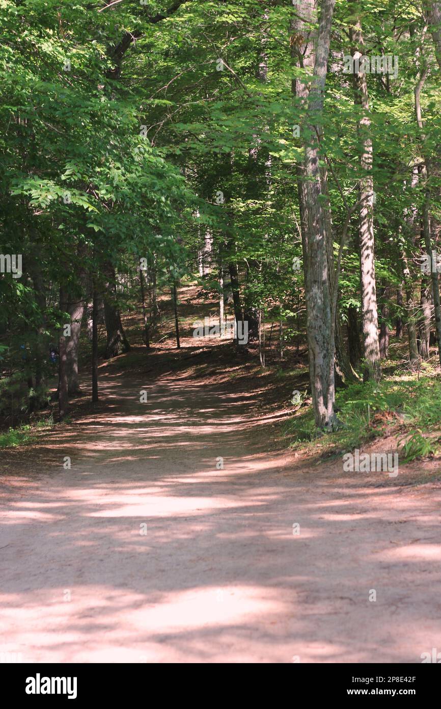 A heavily worn path winding thru the trees and the quiet wilderness ...