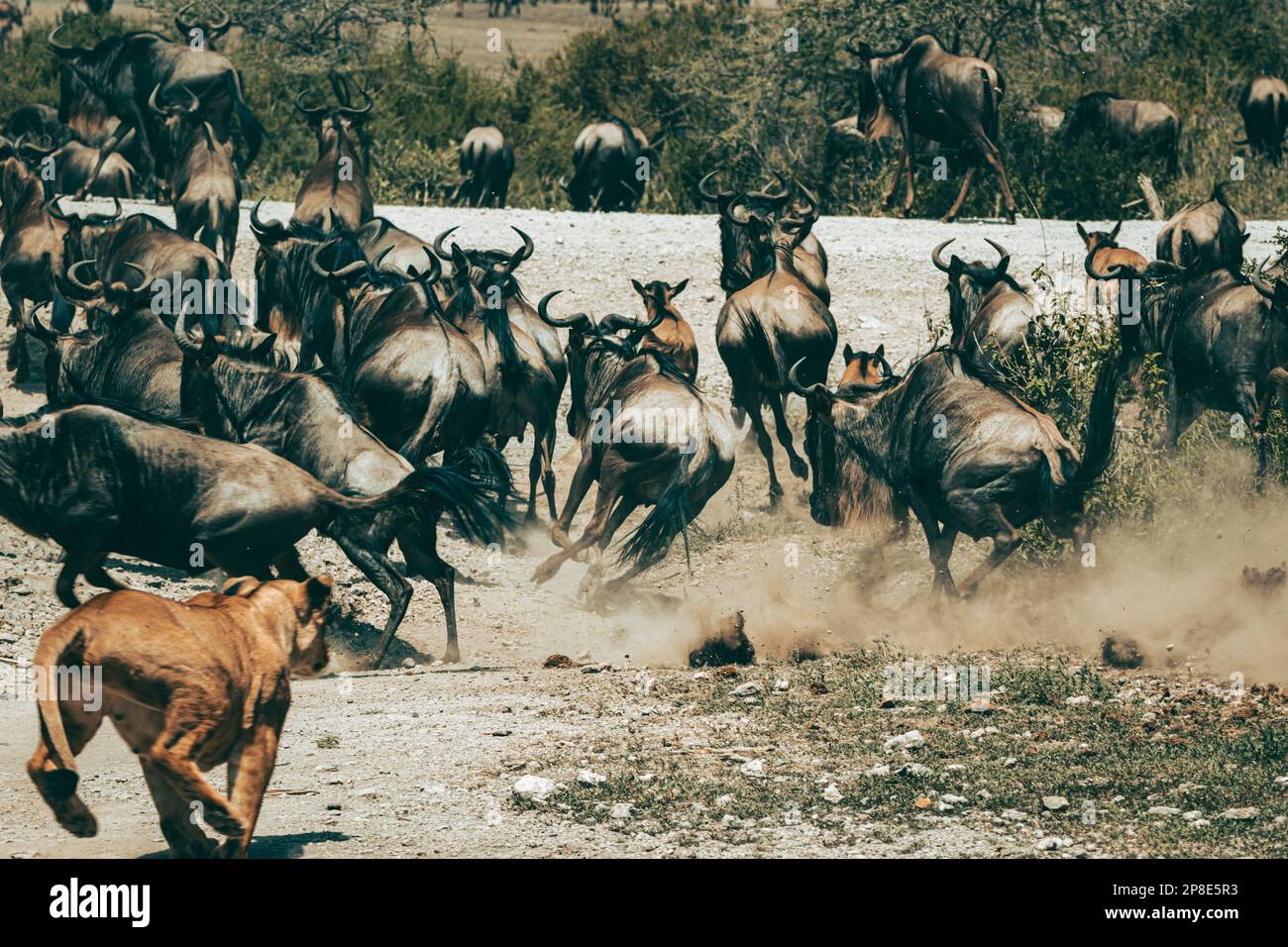 A herd of wildebeests running on a dusty field escaping a lion predator ...