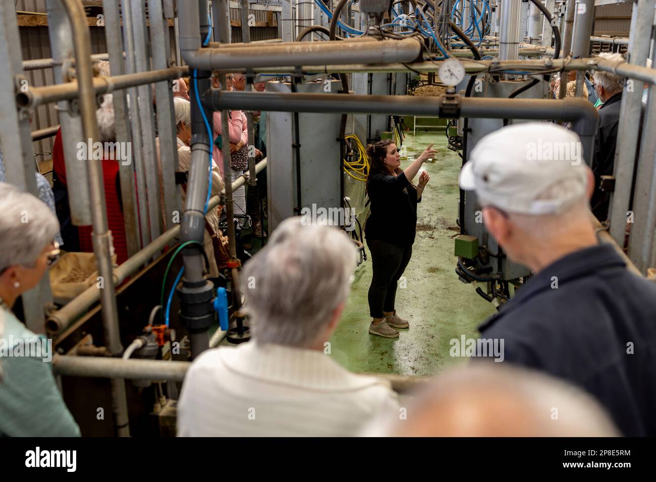 Tourists inside a camel milk and breeding farm of domesticated Camelus ...
