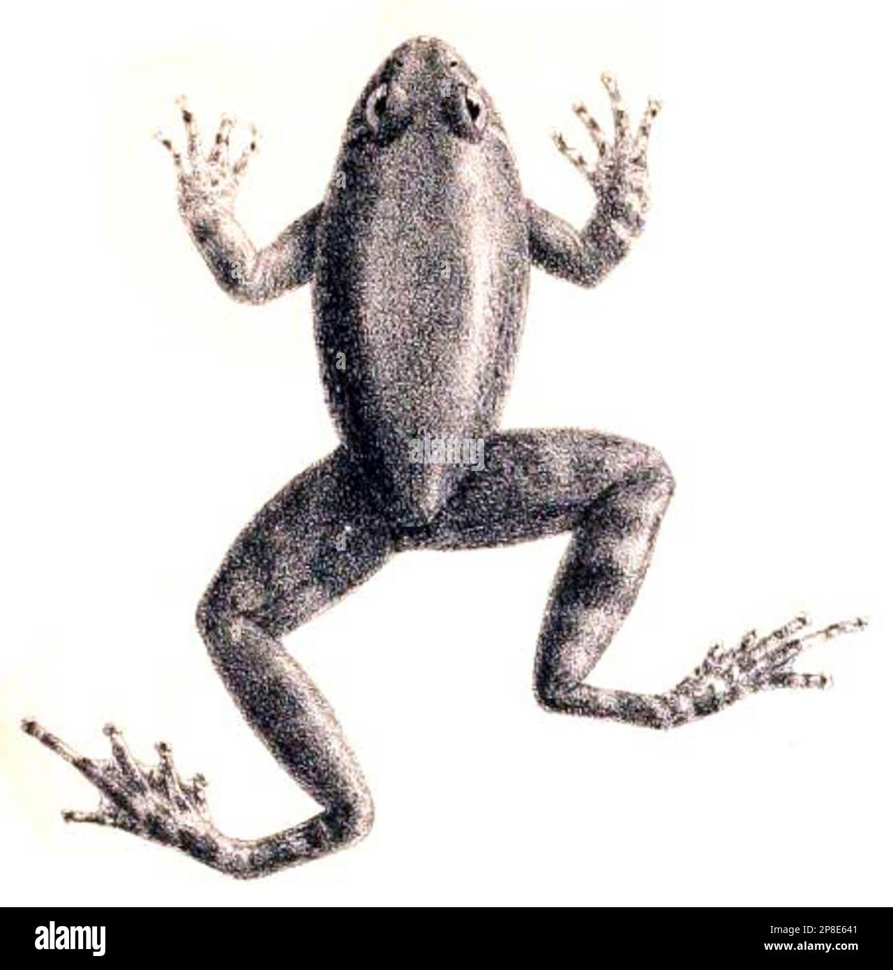 The seep frog or Balu oriental frog (Occidozyga baluensis Stock Photo ...