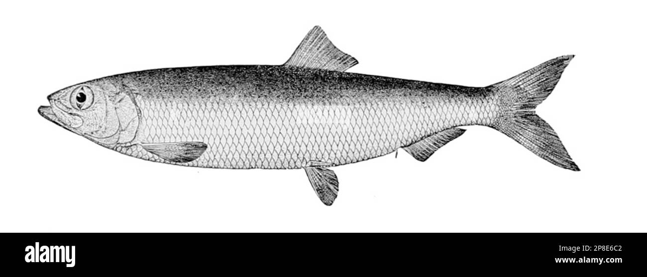 The Pacific herring (Clupea pallasii Stock Photo - Alamy