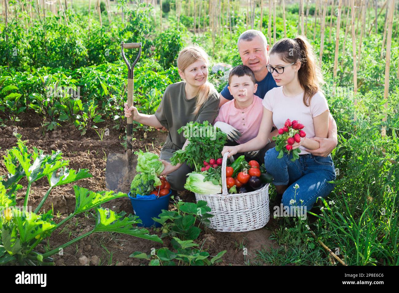 Happy family of four with basket of ripe vegetables on field Stock ...