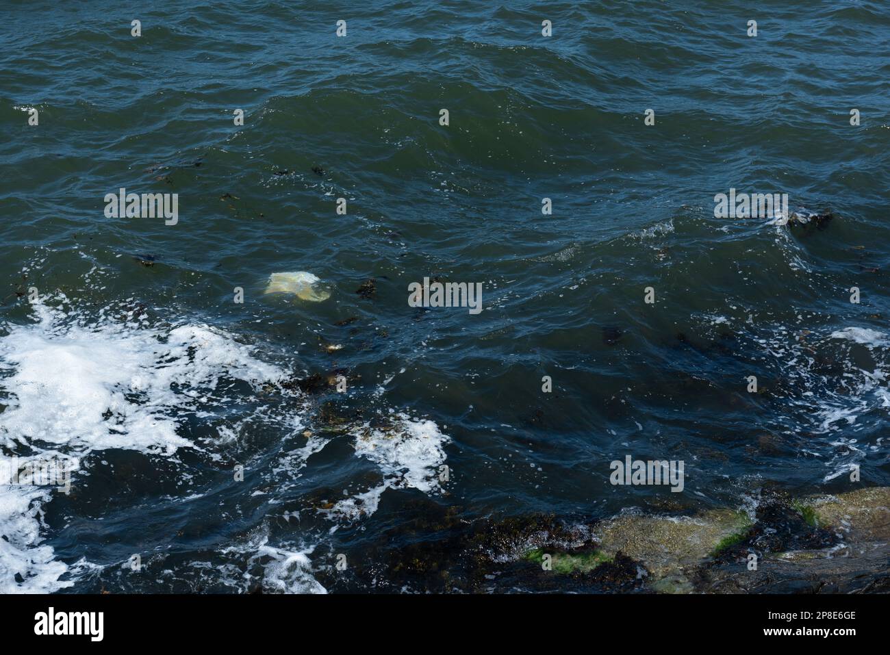 plastic bag floating in the sea Stock Photo - Alamy