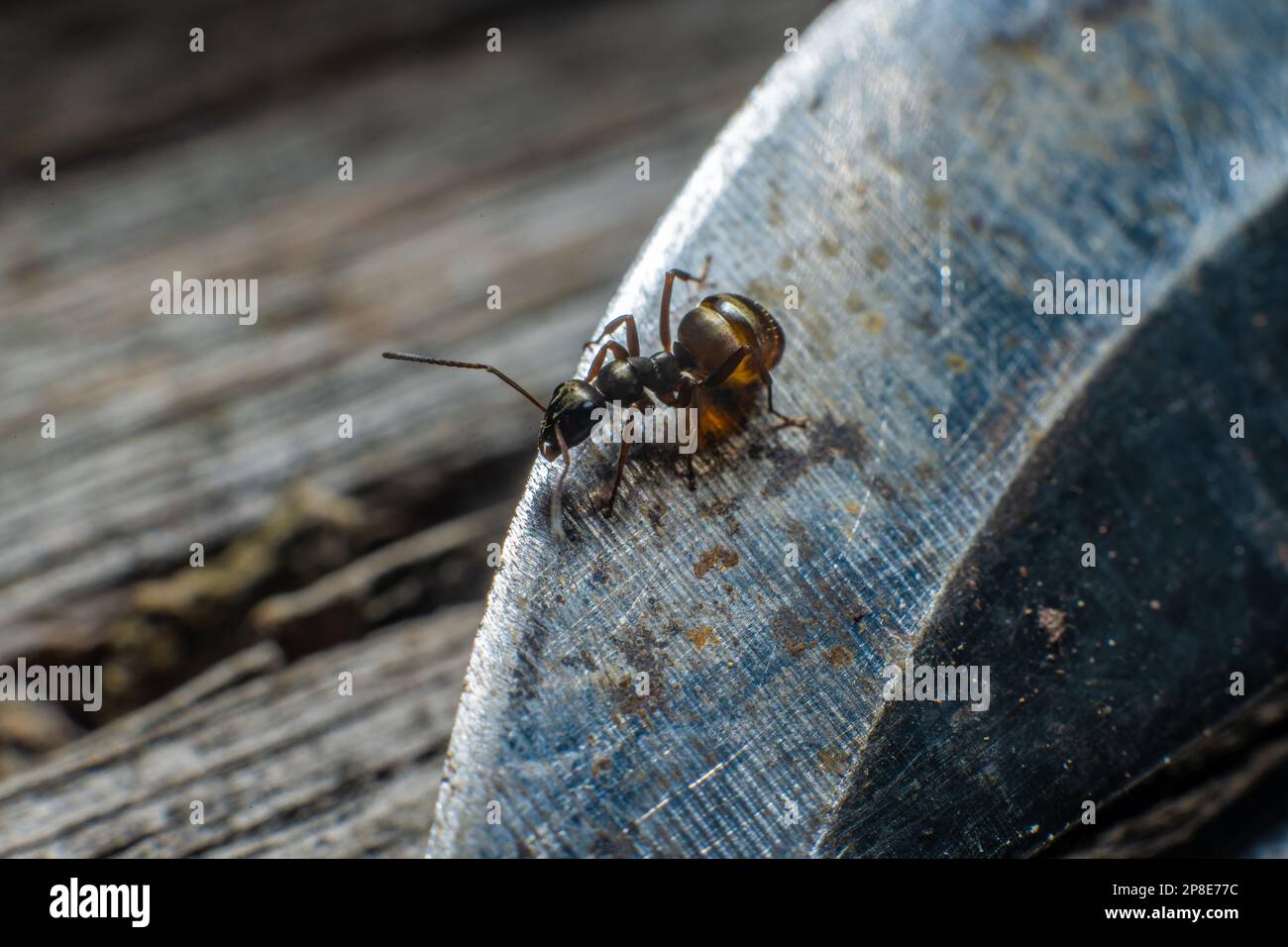 Curious ants hi-res stock photography and images - Alamy