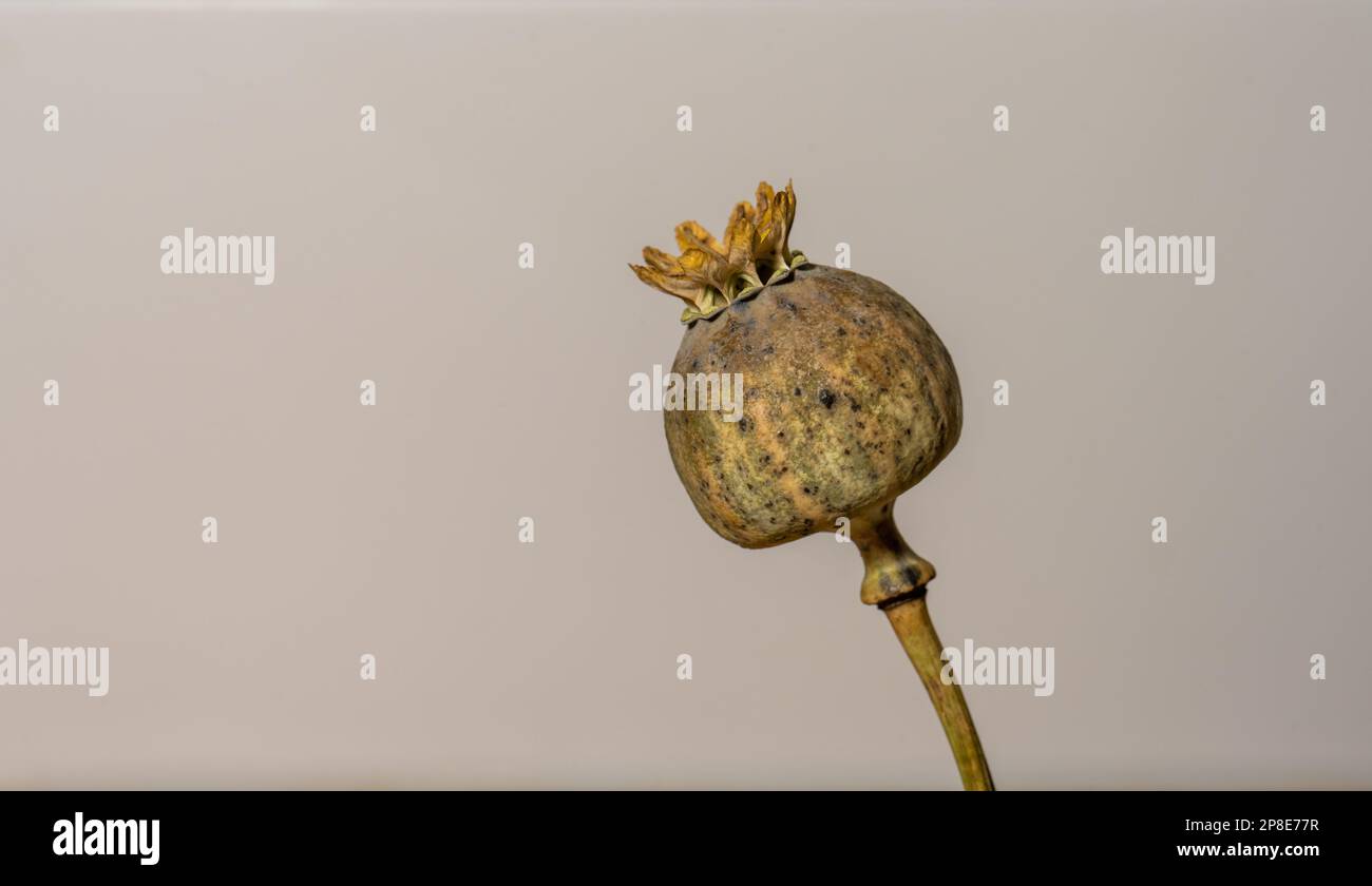 Raw opium field hi-res stock photography and images - Alamy