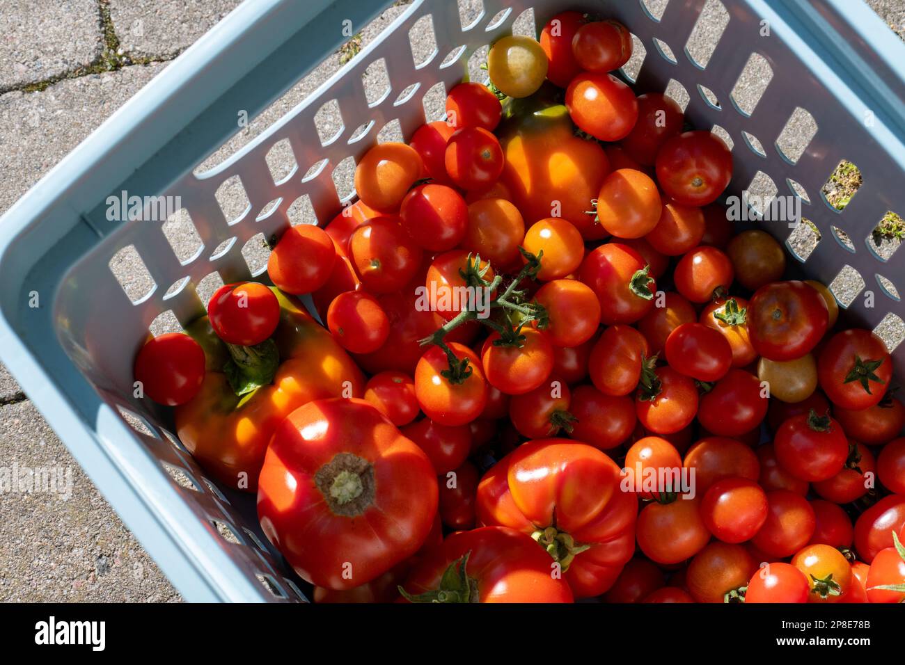 Big pile of red and ripe tomatoes in the sun Stock Photo - Alamy