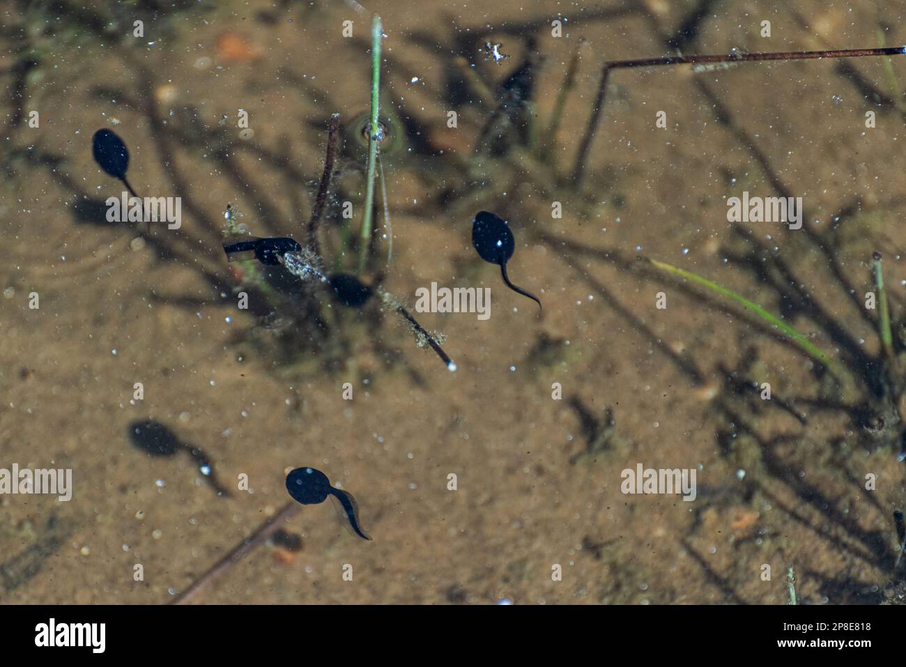 Small tadpoles swimming in shallow water Stock Photo - Alamy