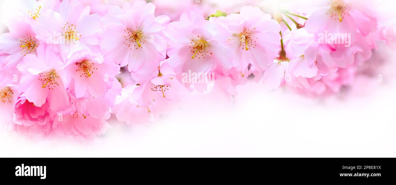 Holiday banner background with spring pink cherry blossom, sakura ...