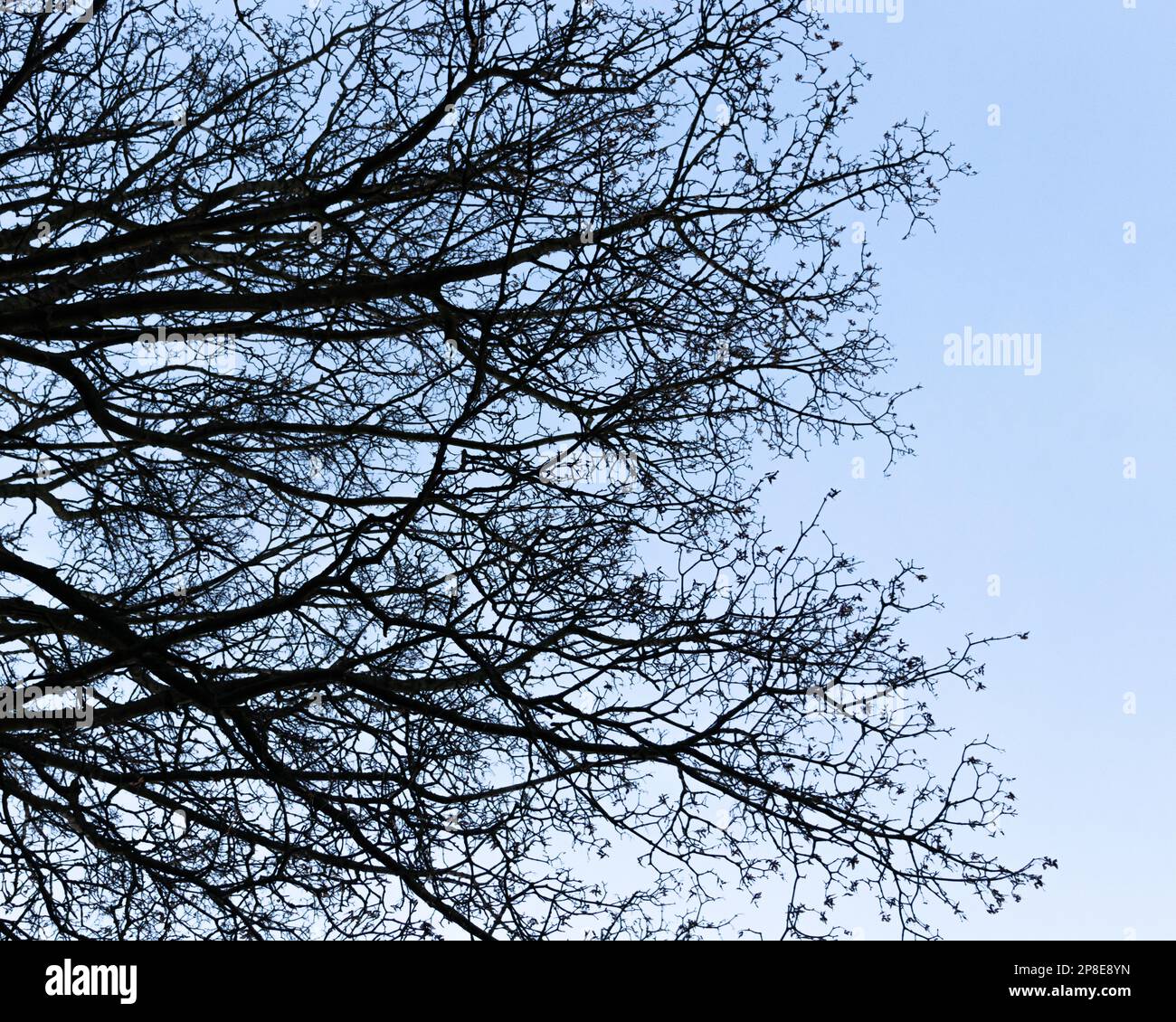 Branch autumn without leaves hi-res stock photography and images - Alamy