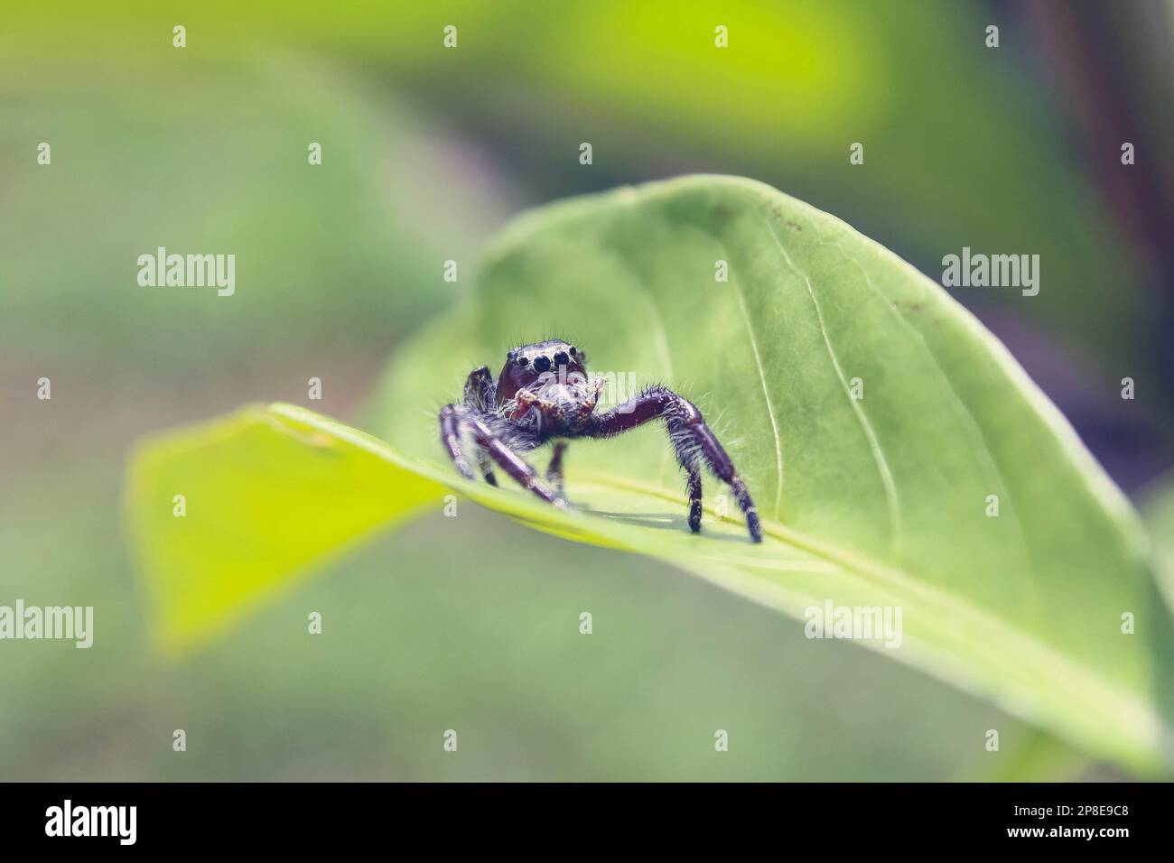 Cute jumping spider peeking on a leaf Stock Photo - Alamy