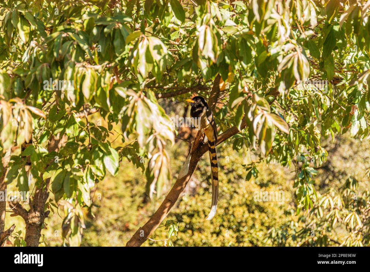 Yellow Billed Blue Magpie spotted in Paro, Bhutan Stock Photo - Alamy