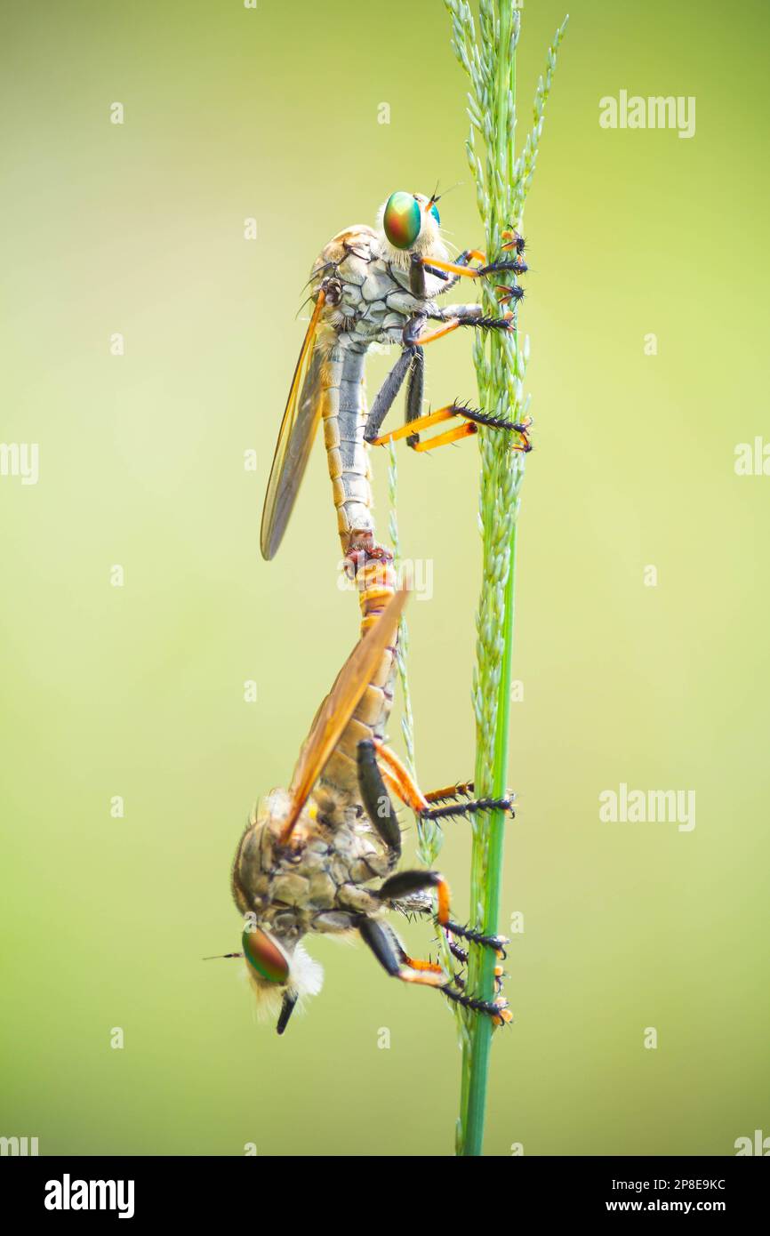 Robber fly mating with green background Stock Photo - Alamy