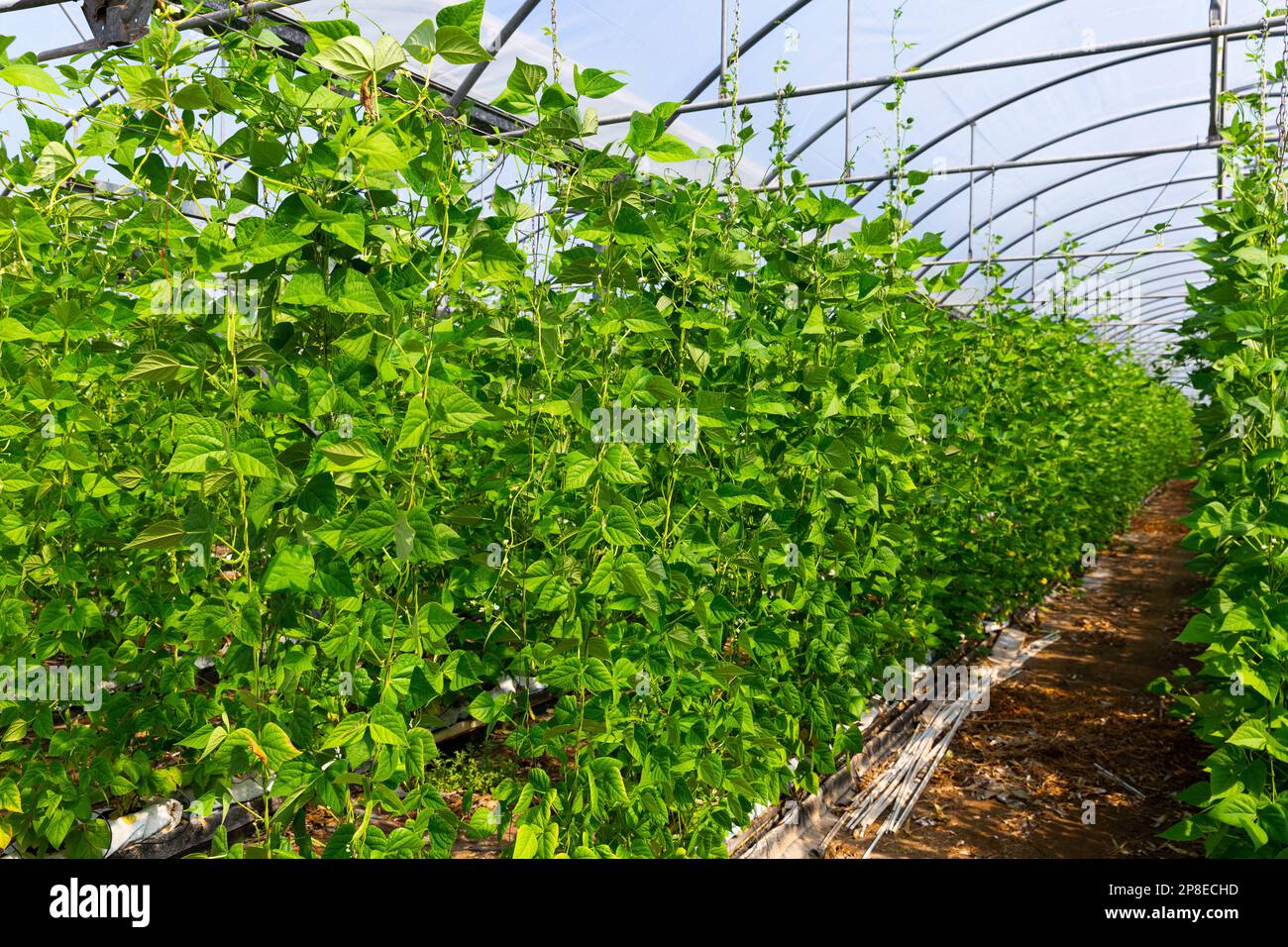 Green bean ripening on hanging stalks in greenhouse Stock Photo - Alamy