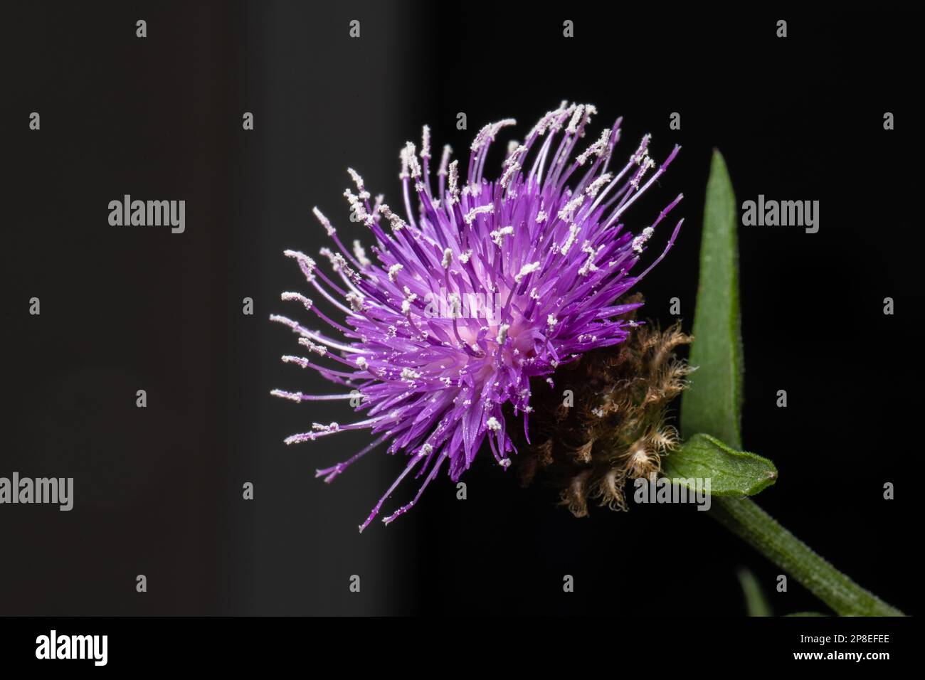 Centratherum hi-res stock photography and images - Alamy