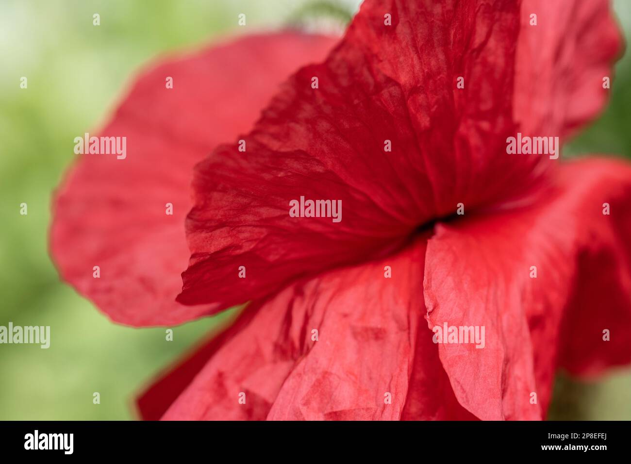 Closeup of stamen, stigma, filament of a blooming red poppy flower ...