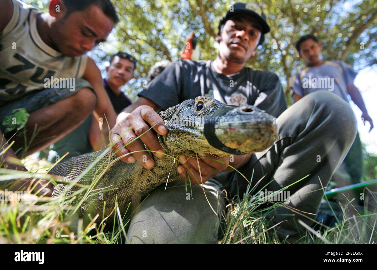 In this photo taken on April 29 2009, scientists catch a juvenile ...