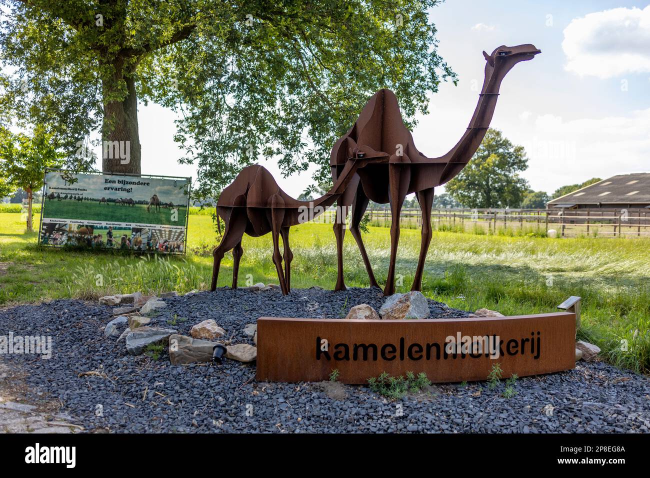 Entrance to a camel milk and breeding farm of domesticated Camelus ...