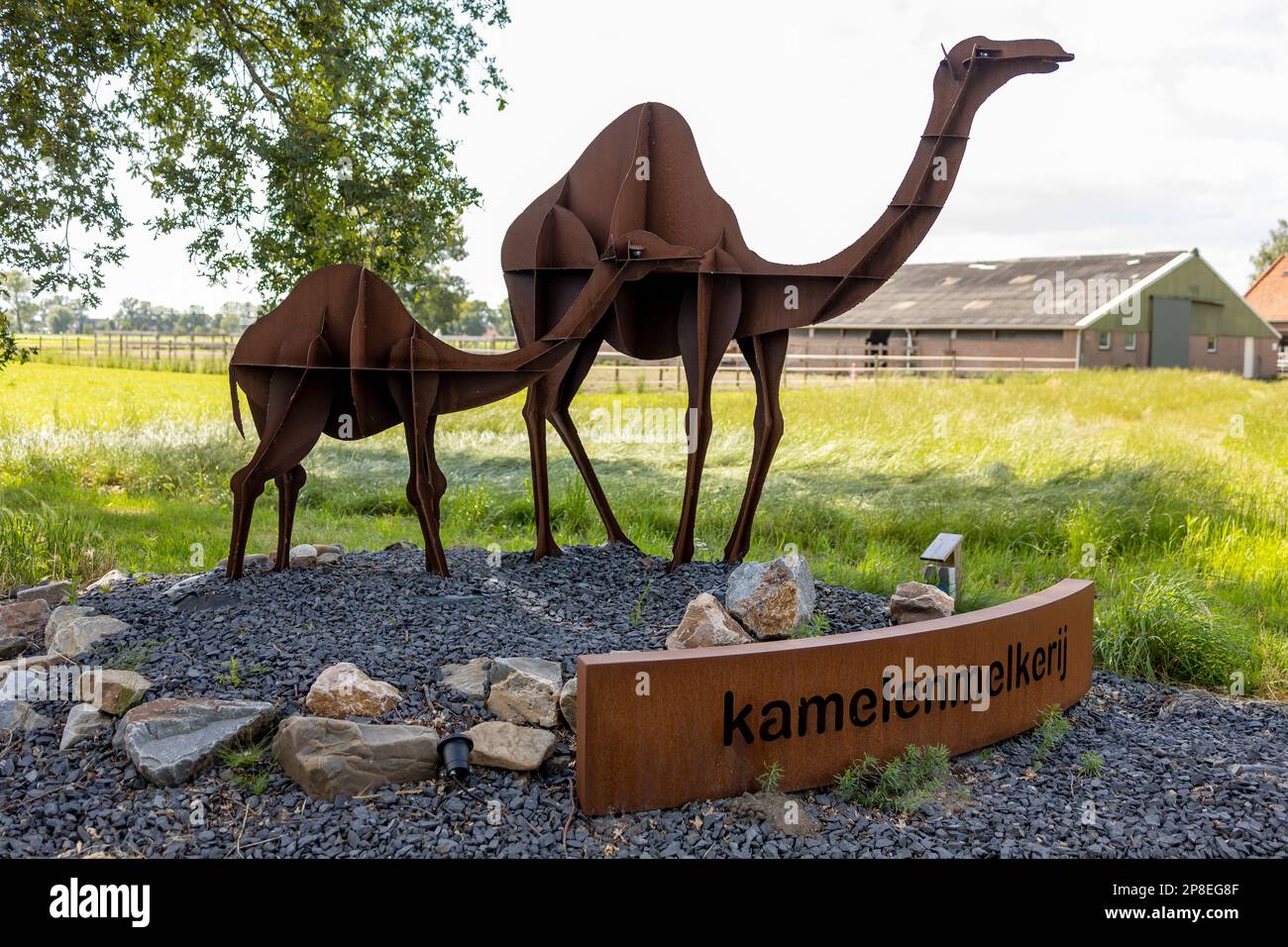 Camel milk production hi-res stock photography and images - Alamy