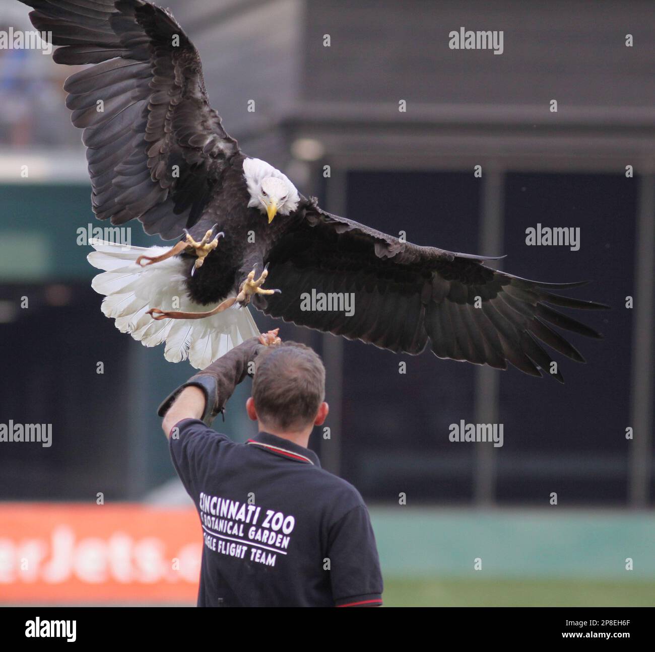 Sam, a Bald eagle from the Cincinnati Zoo, lands on his trainers hand ...