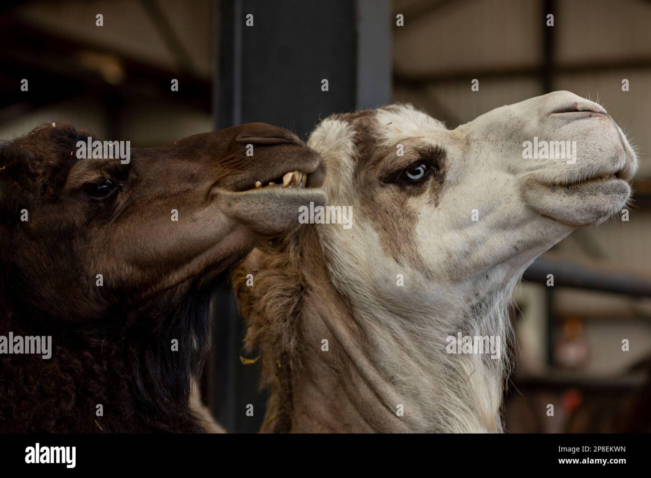 White and dark brown domesticated Camelus Dromedarius with blue eyes in ...