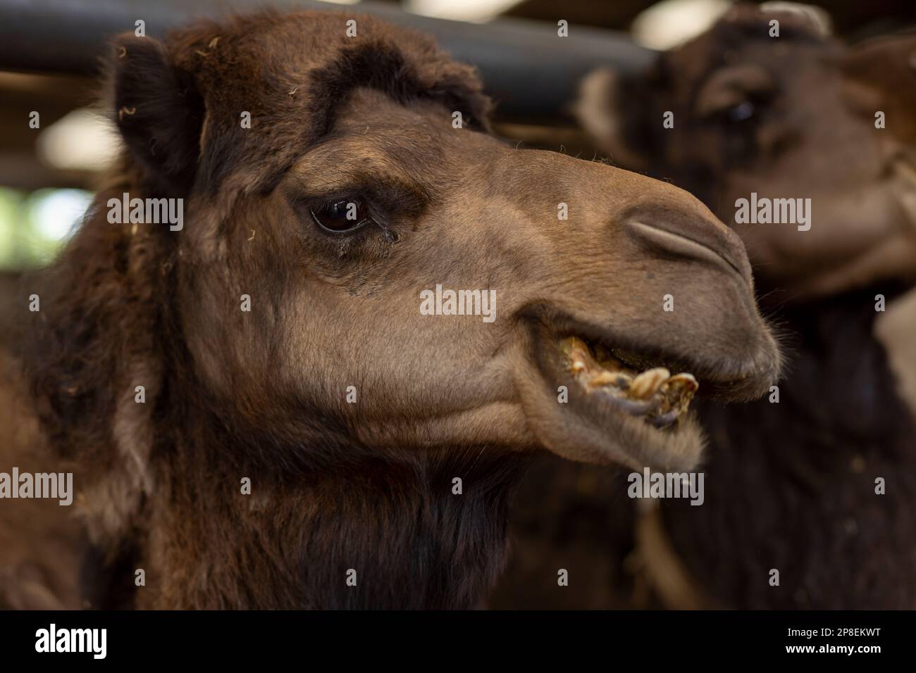 Happy smiling closeup of domesticated Camelus Dromedarius in a camel ...