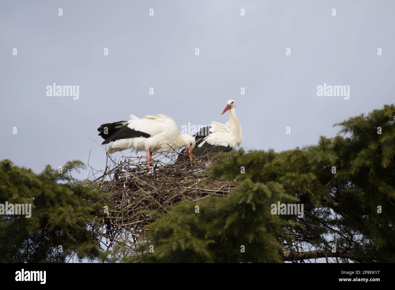 Close-up of two storks building a nest on a treetop, Spain Stock Photo ...