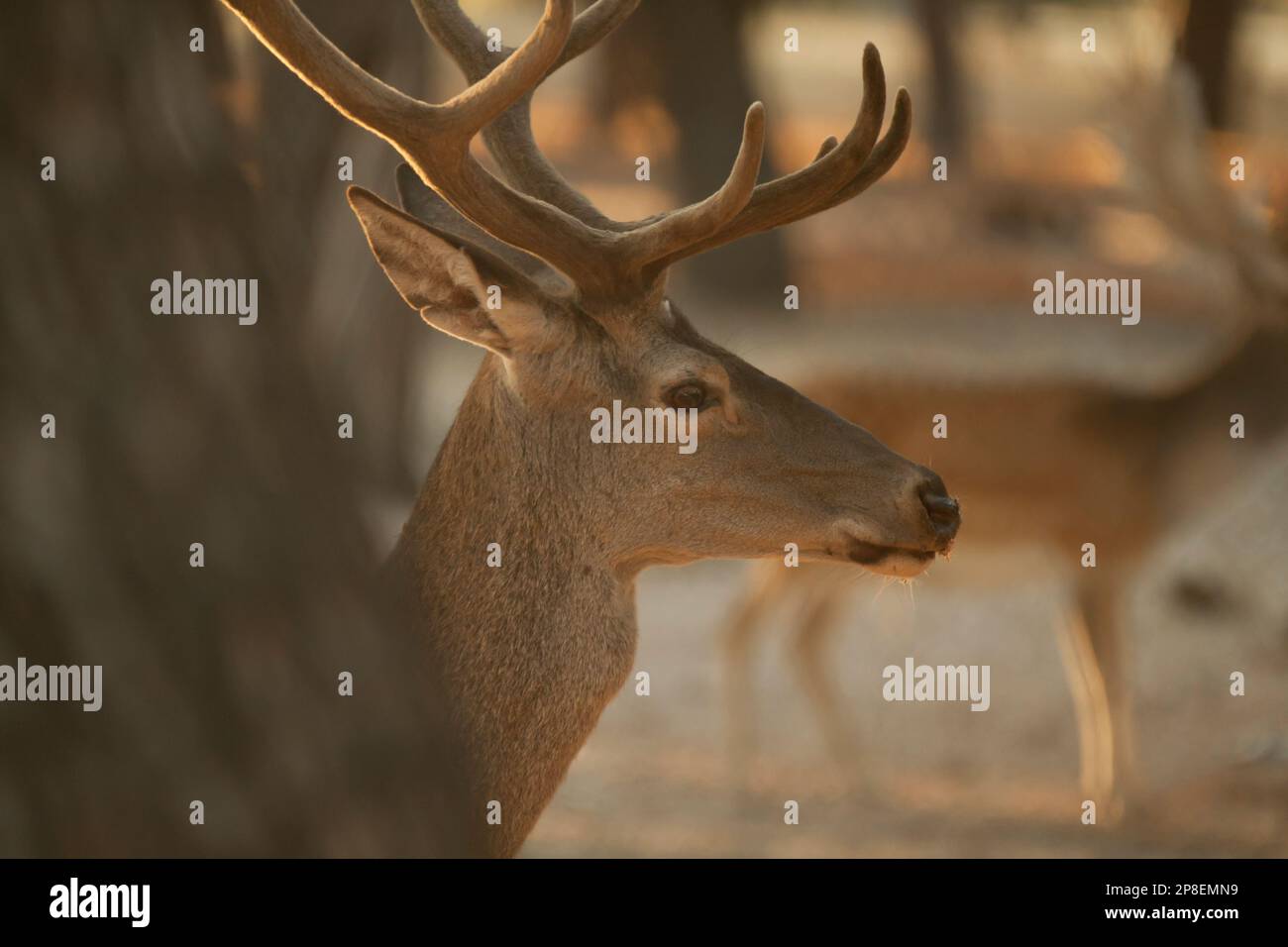 Two standing deer hi-res stock photography and images - Alamy