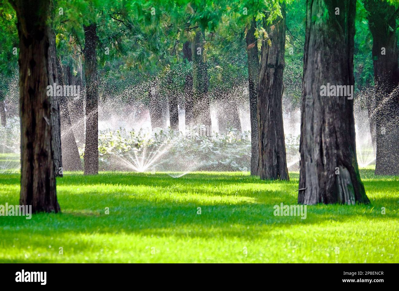 Sprinklers spraying water on grass hi-res stock photography and images - Alamy