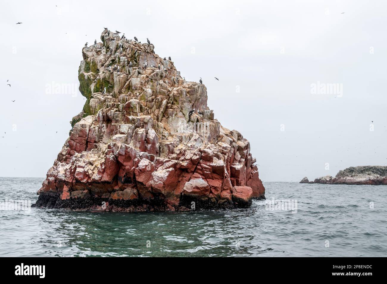 Close-up of birds flying around and nesting on coastal rocks, Islas ...