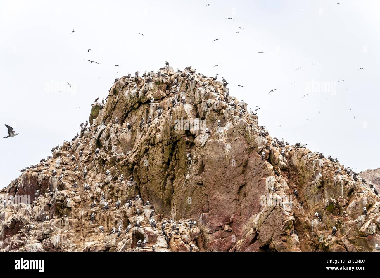 Close-up of birds flying around and nesting on coastal rocks, Islas ...