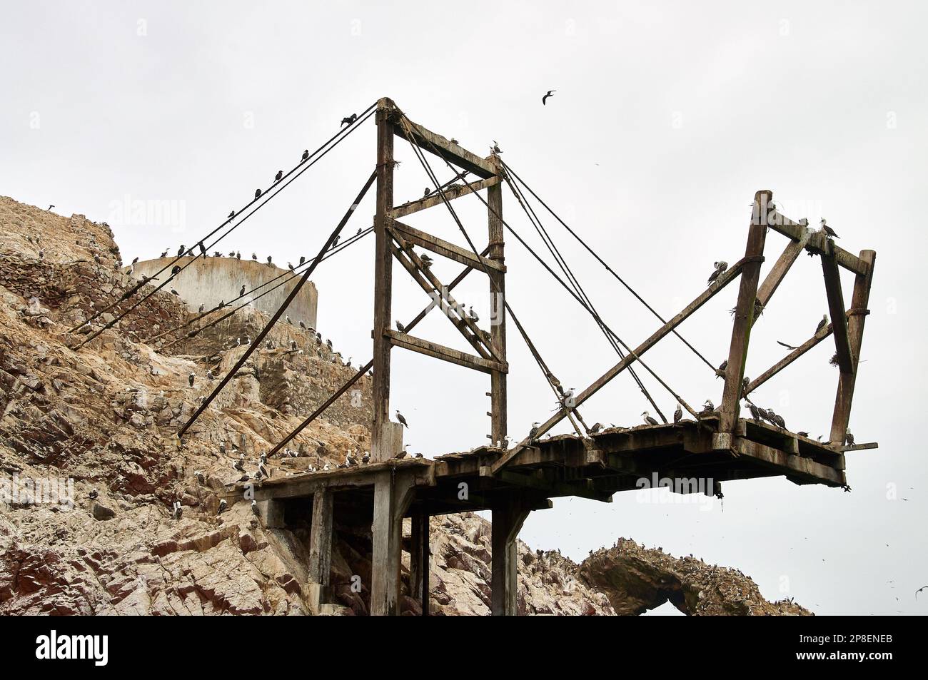 Birds nesting on a platform, Islas Ballestas, Paracas National Park ...
