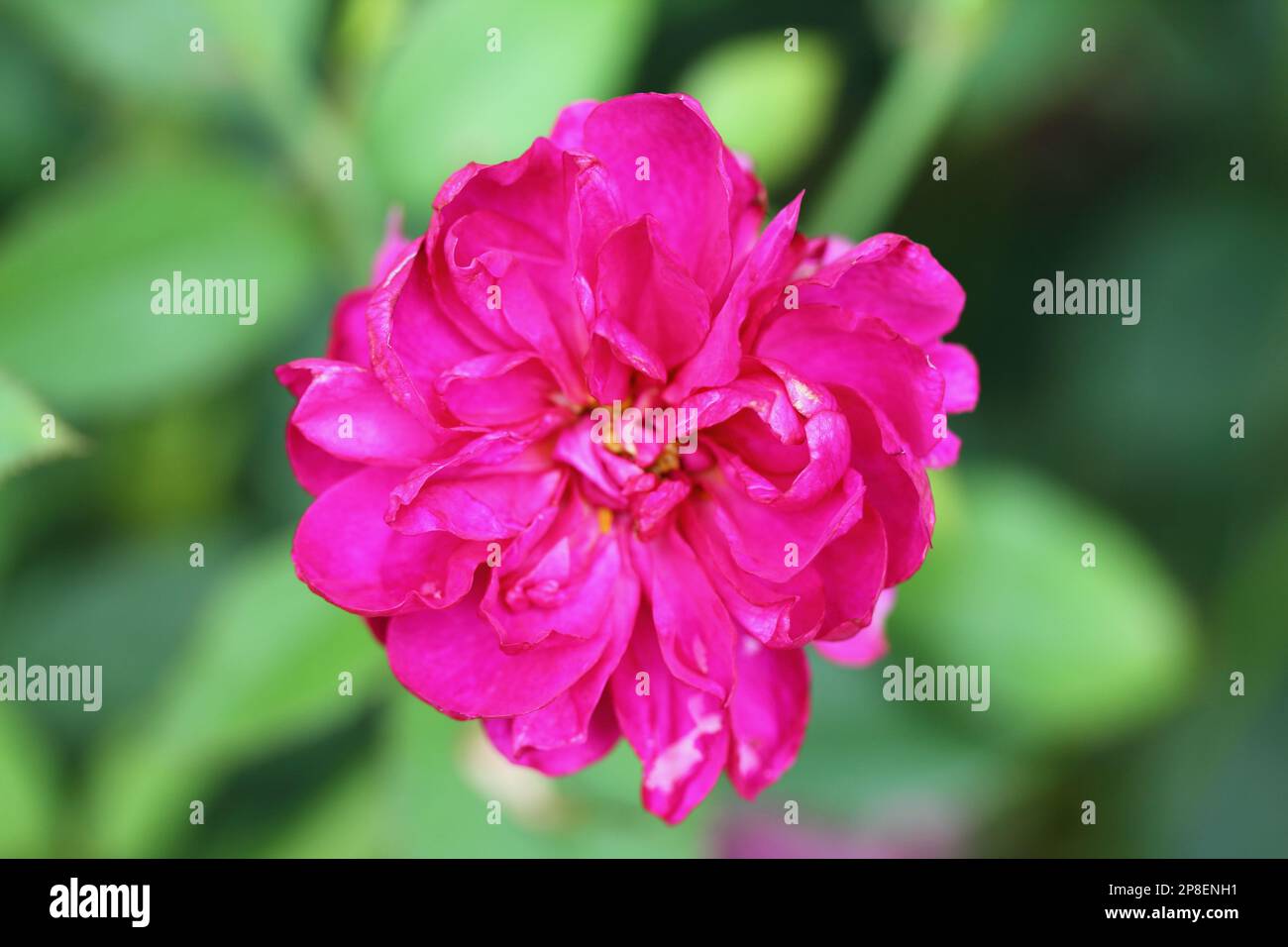 A rose is a woody perennial flowering plant of the genus Rosa, in the ...