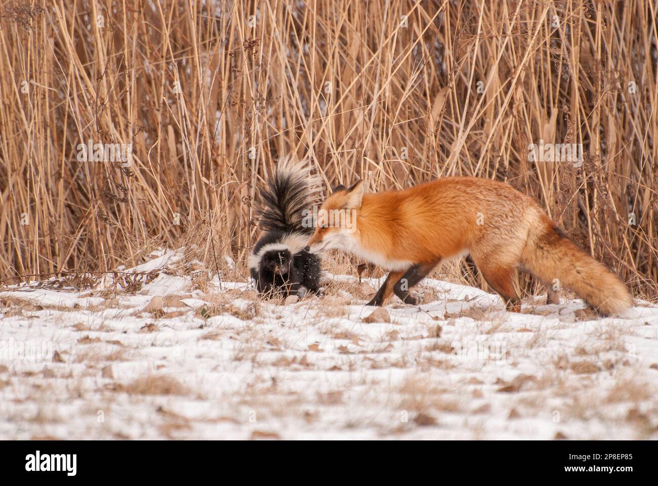 Portrait of a fox playing with a skunk, Quebec, Canada Stock Photo - Alamy