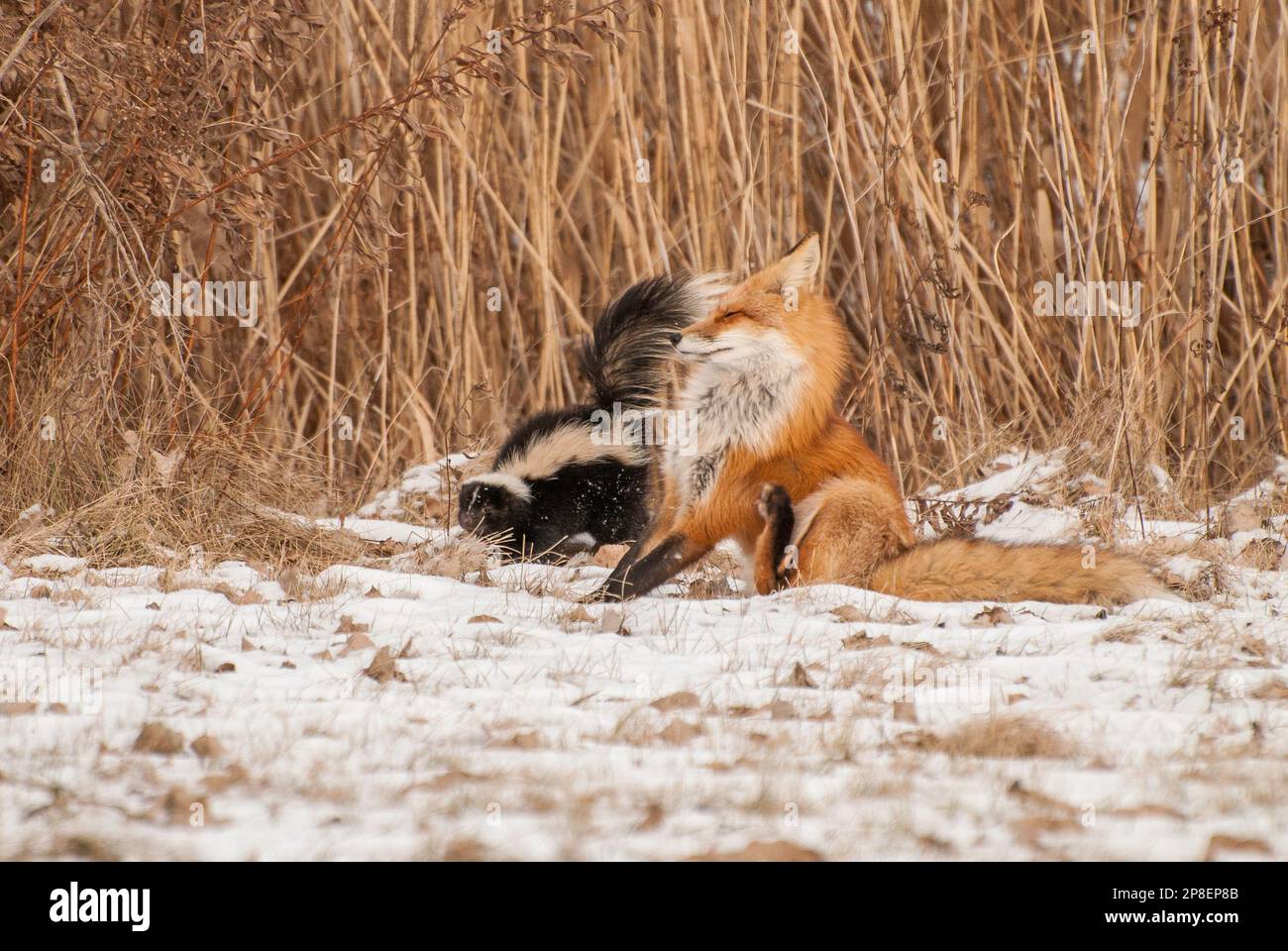 Portrait of a fox playing with a skunk, Quebec, Canada Stock Photo - Alamy