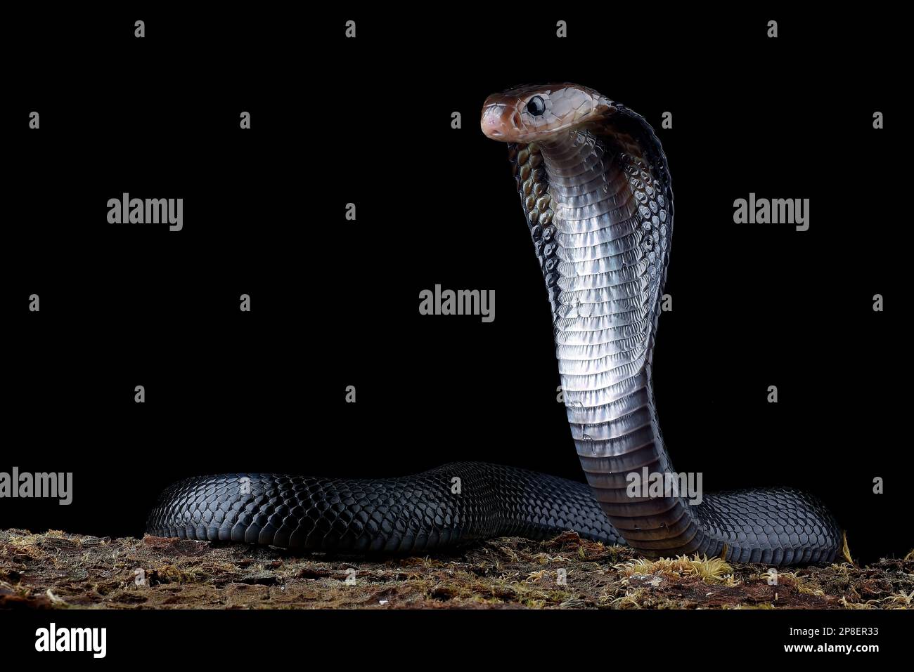Spitting cobra hi-res stock photography and images - Alamy