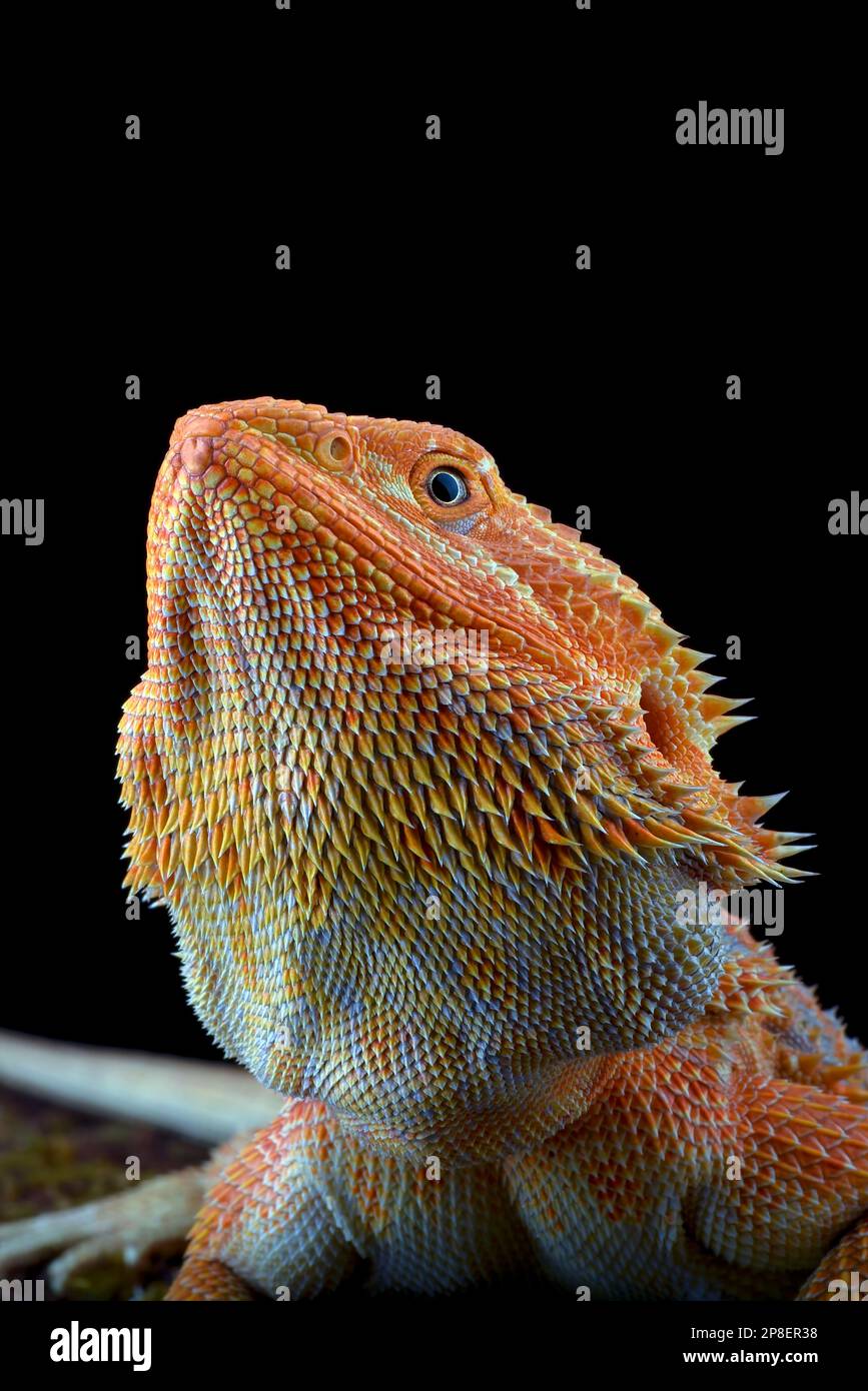Portrait of a Bearded dragon looking up, Indonesia Stock Photo - Alamy