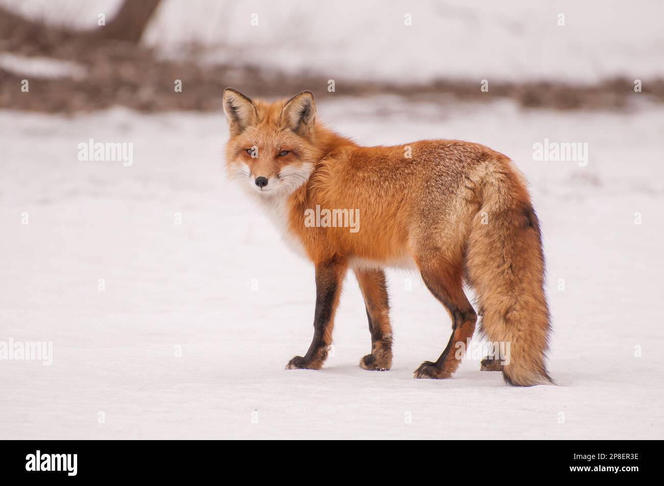 Red fox standing up hi-res stock photography and images - Alamy