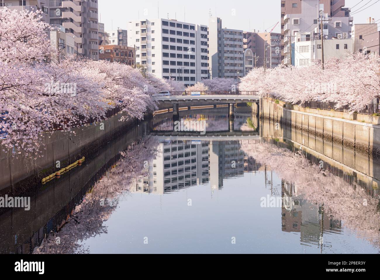 Cherry blossom trees along a river in springtime, Tokyo, Honshu, Japan ...