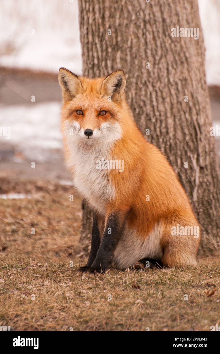 Fox tree winter hi-res stock photography and images - Alamy