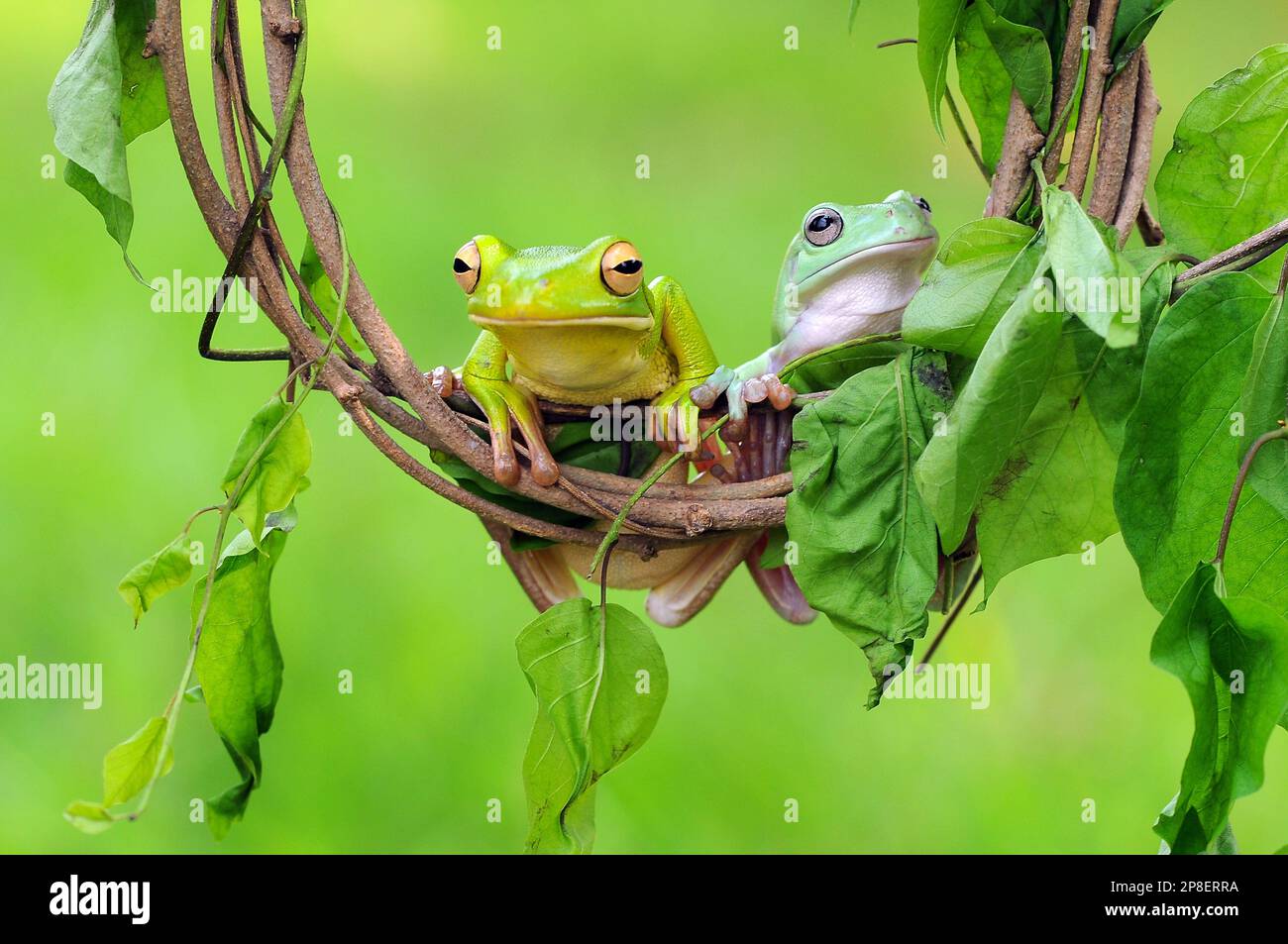 Two frogs sitting on a vine, Indonesia Stock Photo - Alamy