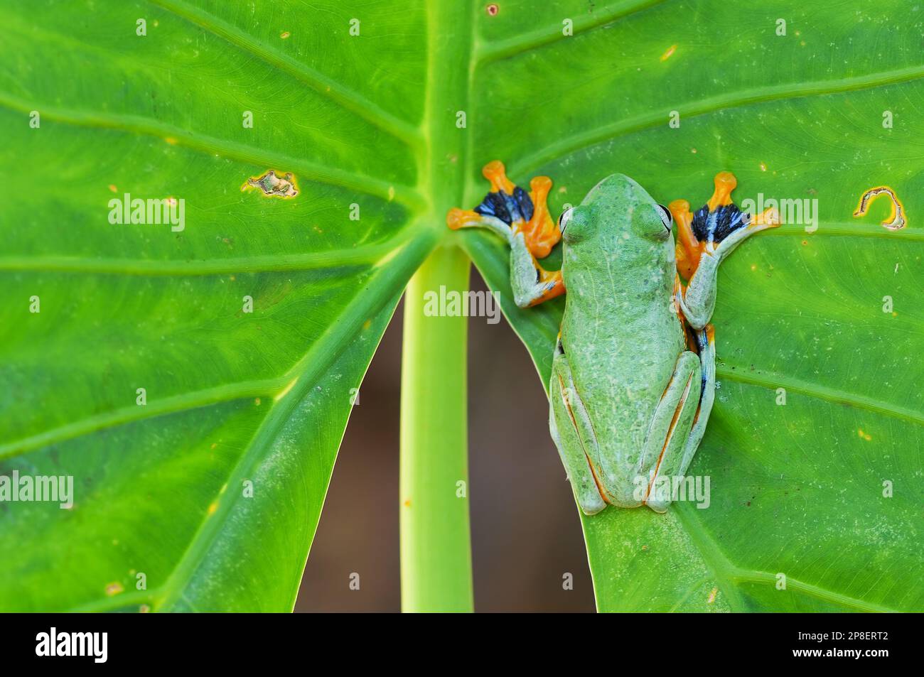 Overhead view of a frog on a leaf, Indonesia Stock Photo - Alamy