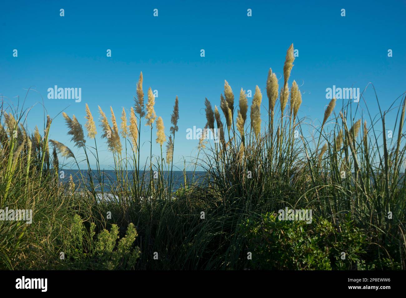 Pampas grass by beach,Punta Colorada,Punta del este,Maldonado,Uruguay ...