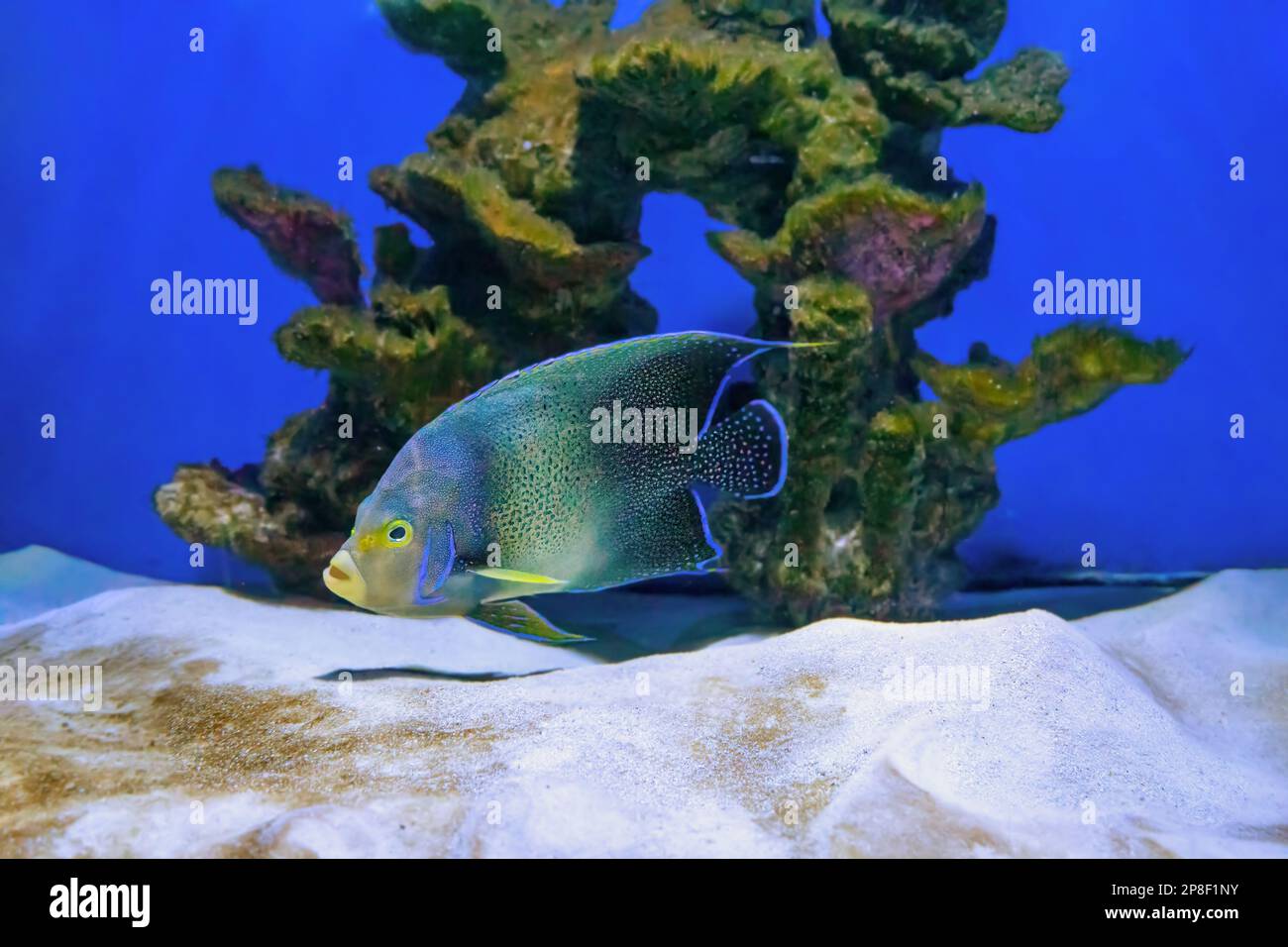 Beautiful blue fish swimming in the aquarium, Pomacanthus ...
