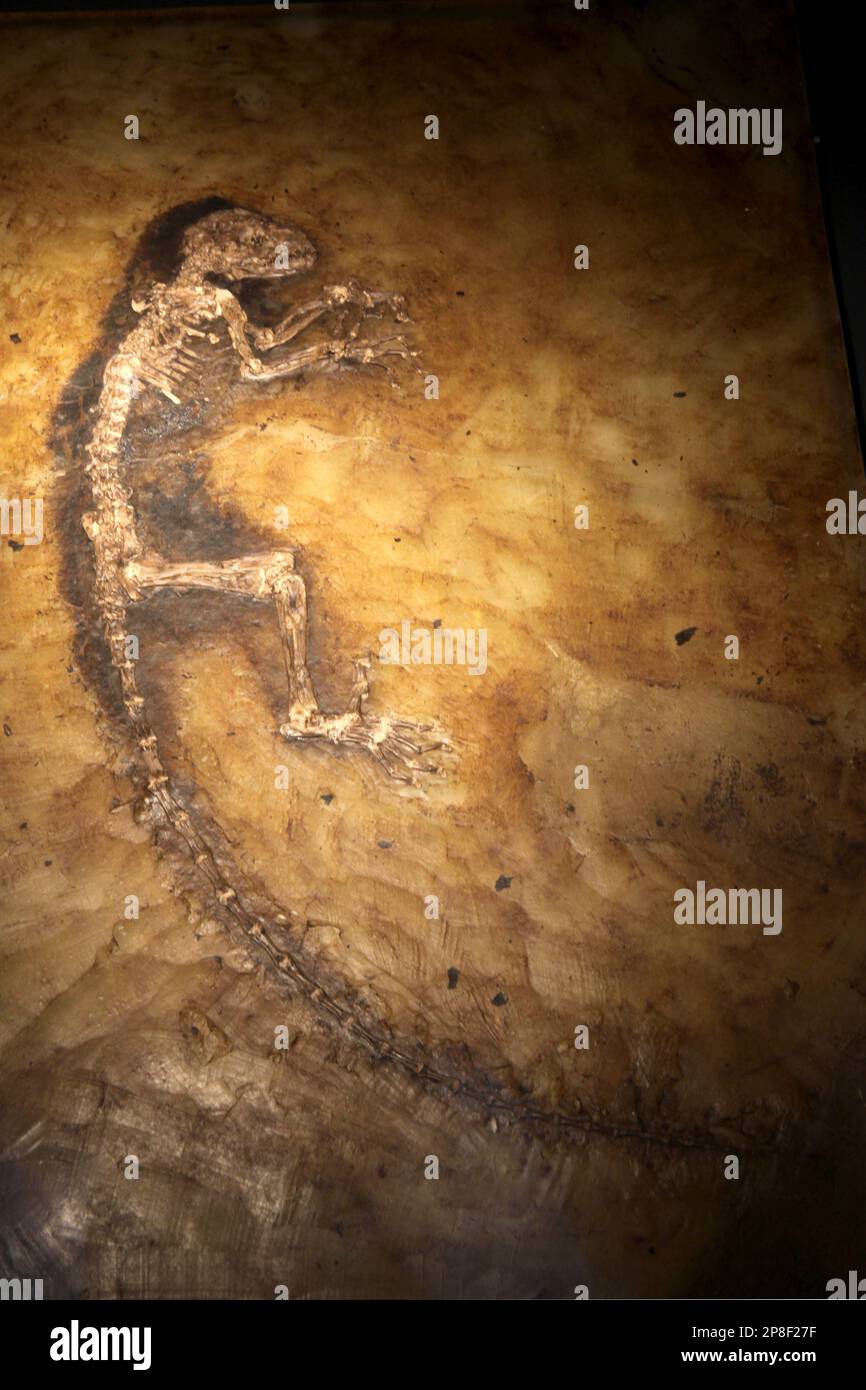 The 47 million-year-old fossilized remains of a creature are shown at a ...