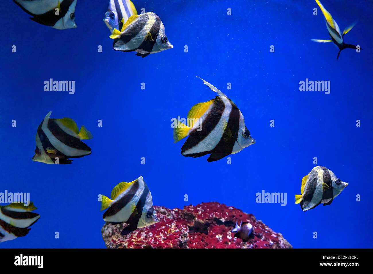 Group of Heniochus acuminatus, Pennant coralfish, reef bannerfish ...