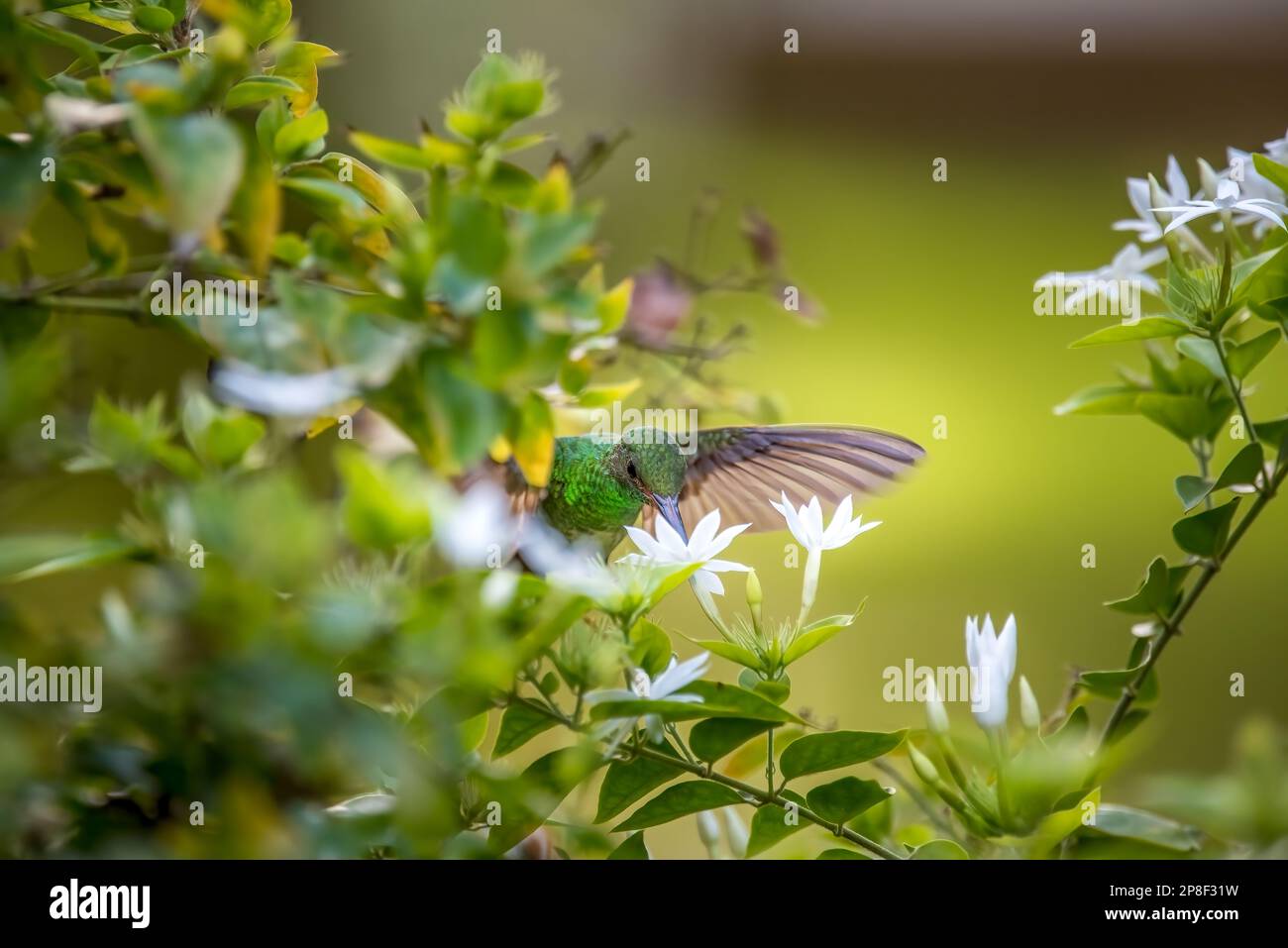 Little brown hummingbird hi-res stock photography and images - Alamy